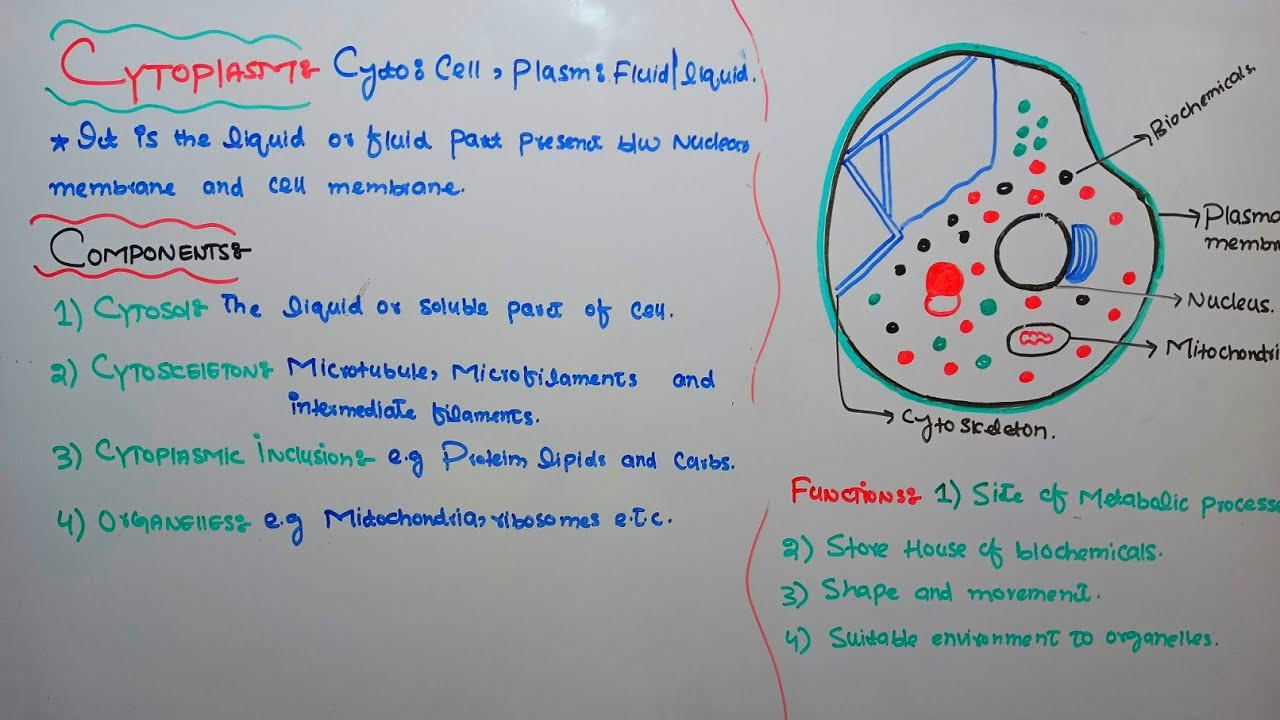 Cytoplasm Structure, Functions And Composition | Cytosol | Class 11 ...