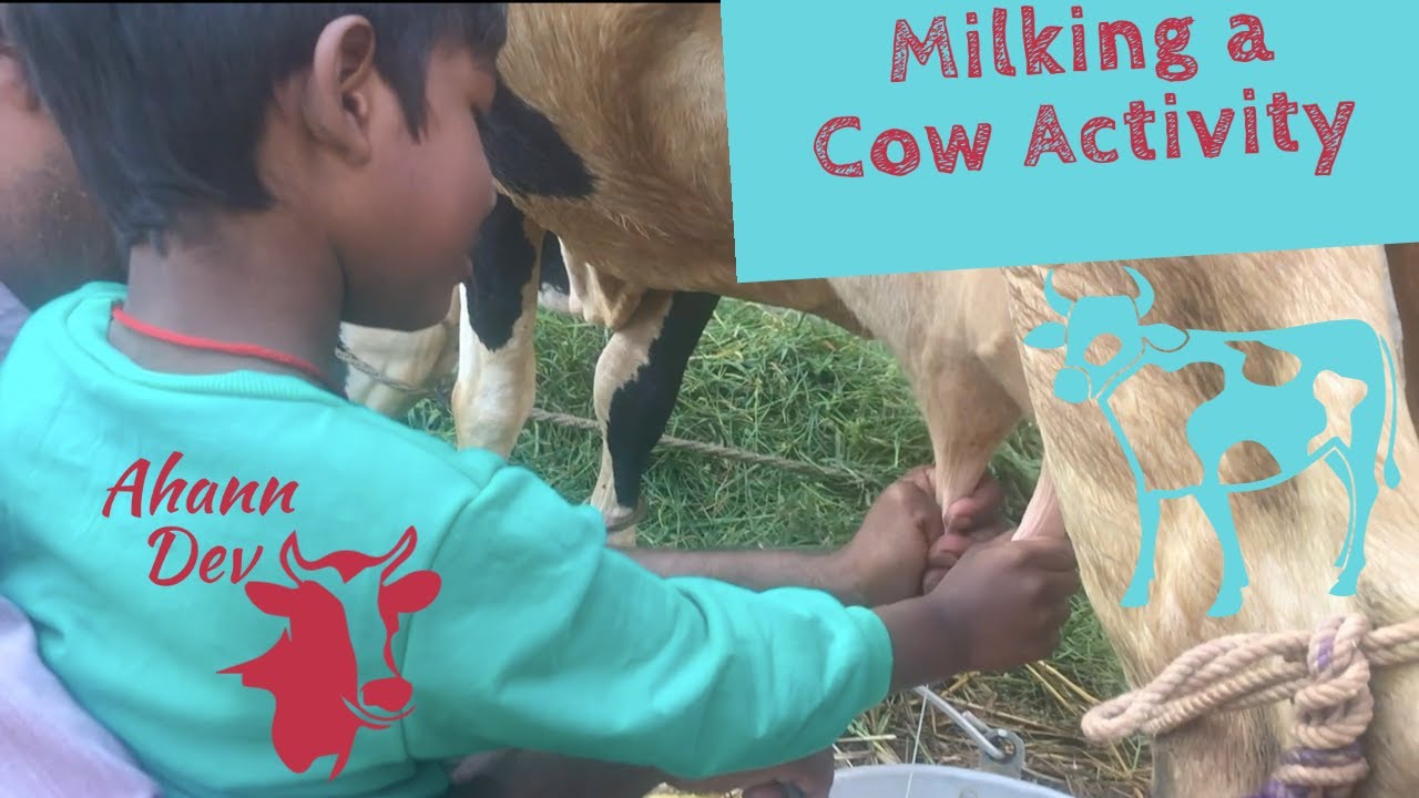 Milking a cow activity || Ahann excited to see the milk come out! - YouTube