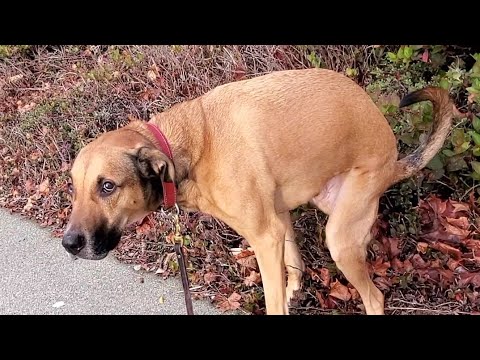 1/7/2024 - Walking the dog with Emmett the dog - YouTube