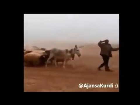 Bizim çoban işi çozmüş RTE ((: