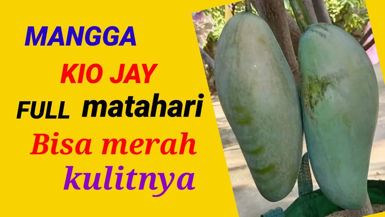 MANGGA KIO JAY, BISA MERAH JUGA WARNA KULITNYA - YouTube