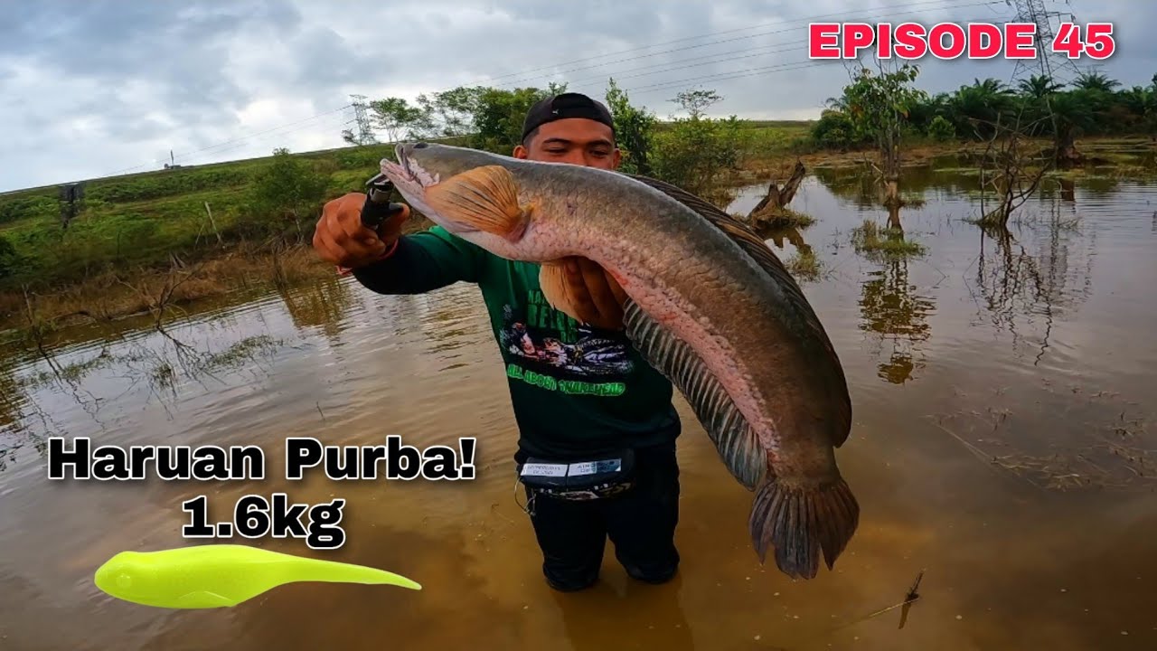Haruan Monster Berjaya Ditawan | Gopro Hero 10 | Episode 45 - YouTube