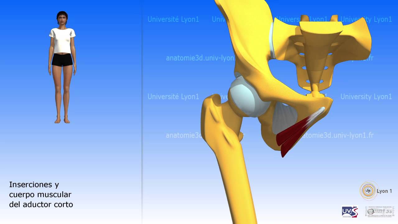 Los aductores y el grácil porción medial del muslo - YouTube