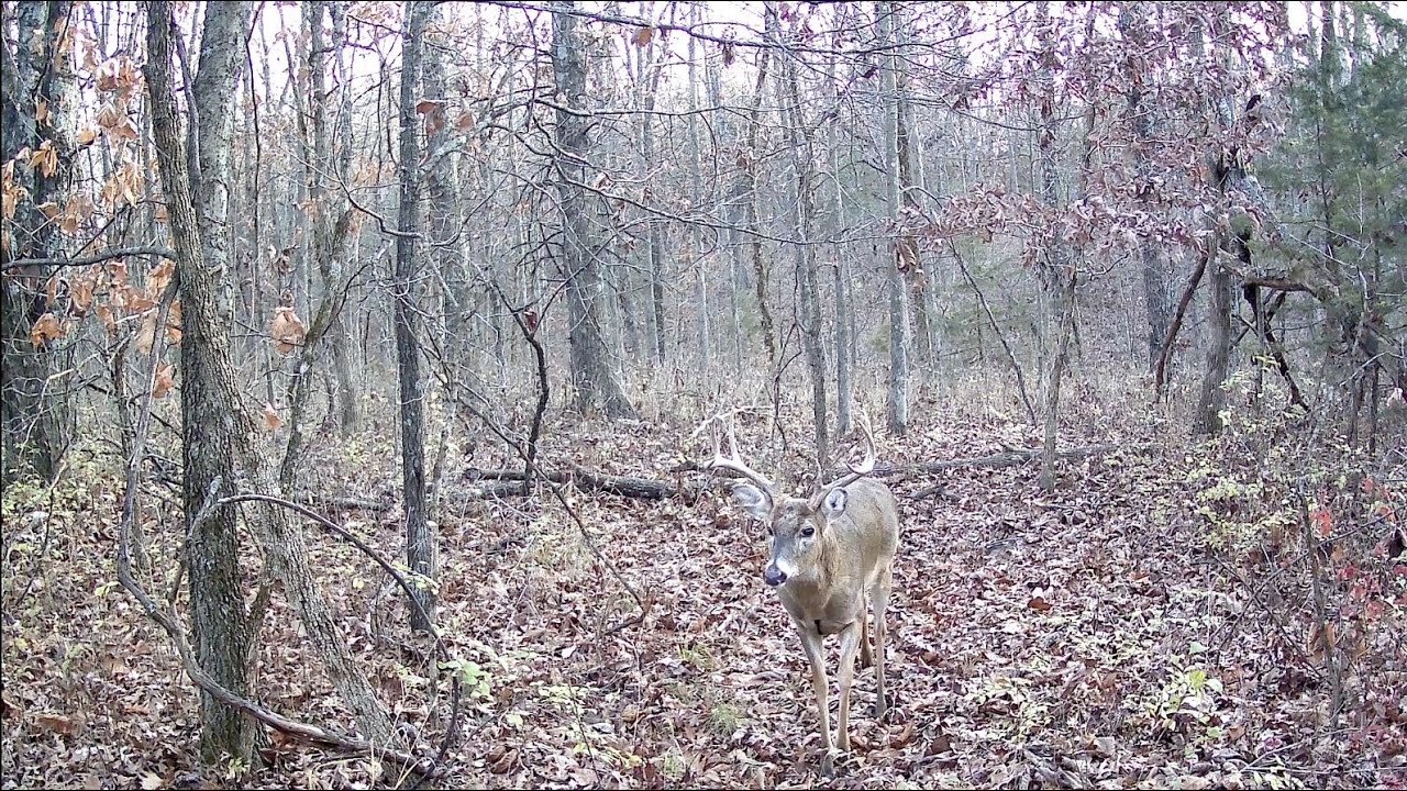 Missouri 8-Point Whitetail Buck - YouTube