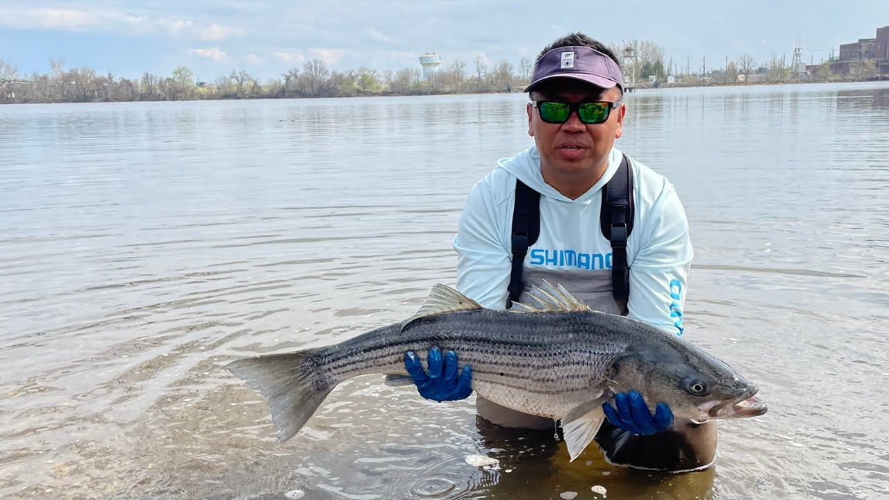 New Jersey/ Pennsylvania Striped bass Spring Runs - YouTube