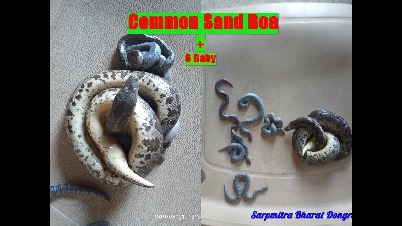 Common Sand Boa + 6 Baby Snake डुरक्या घोणस - YouTube