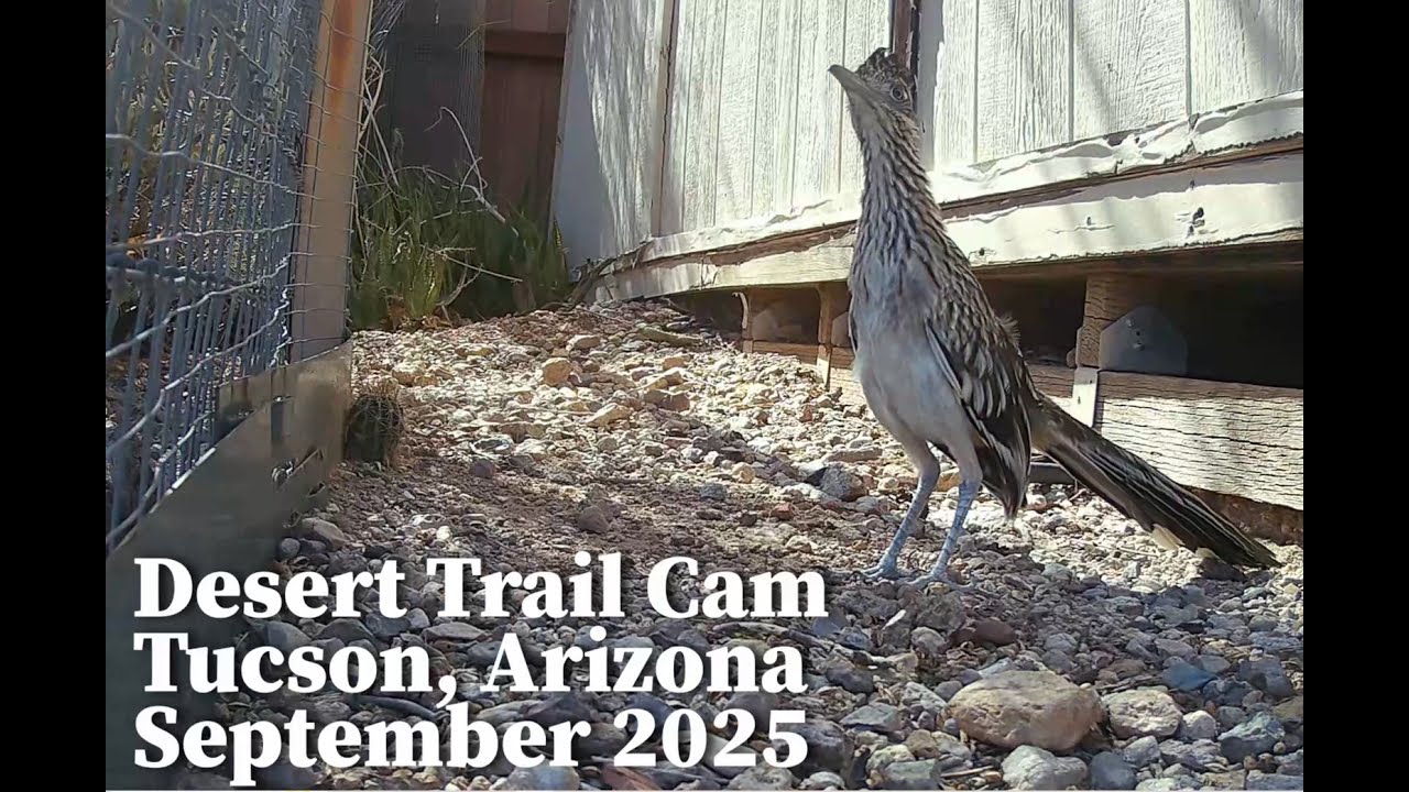 Desert Trail Cam - Tucson, AZ - September 2025 - Nectar-feeding bats ...