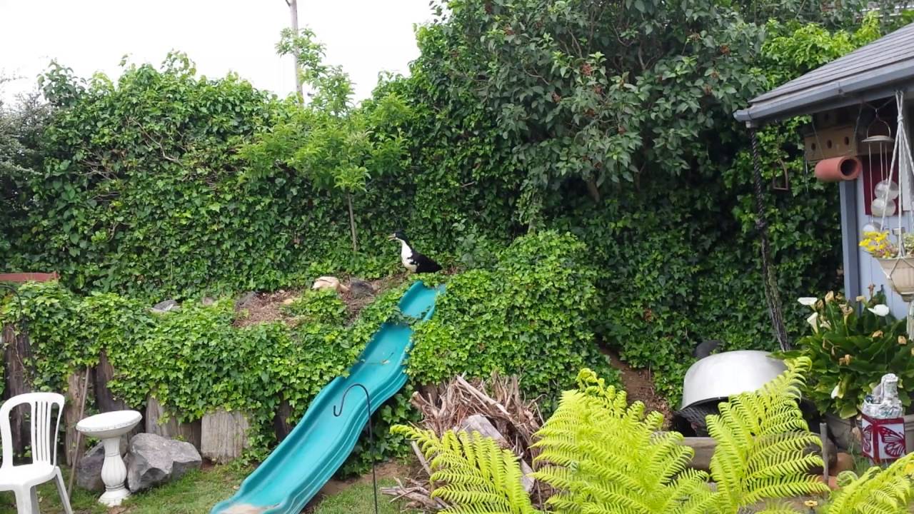 Duck slide - YouTube