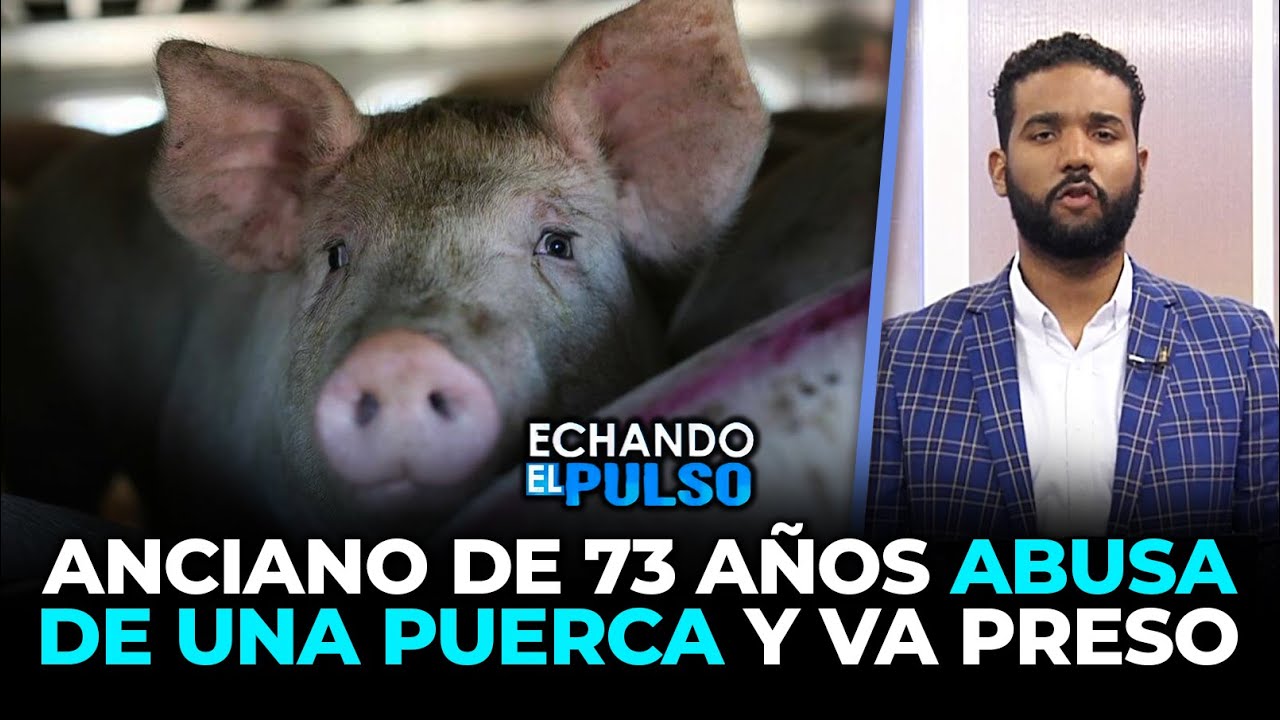 ¡Insólito! Arrestan a anciano de 73 años por abusar de una puerca ...