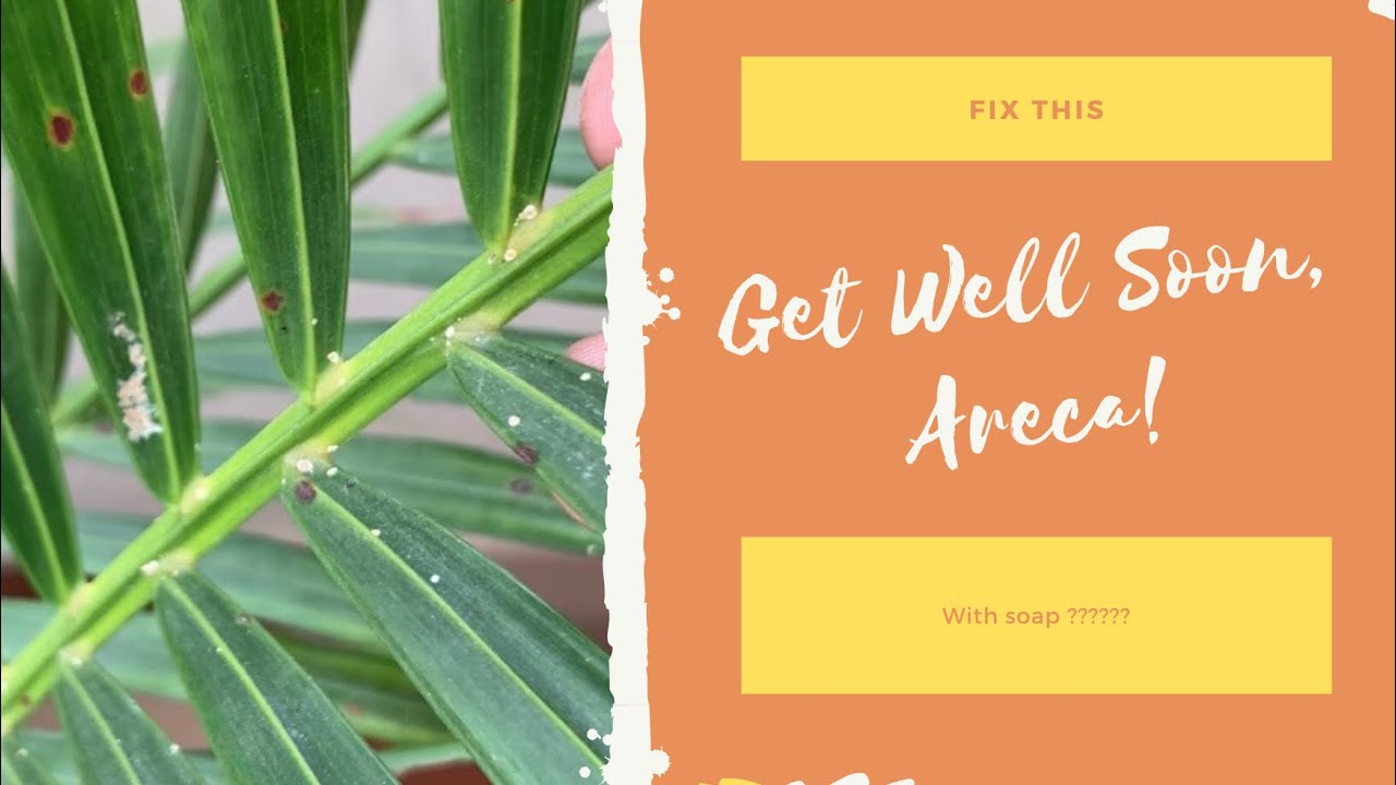 How to care Areca Palm from insect scale | white spots| No Neem Oil ...