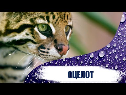 Оцелот – пятнистый красавец