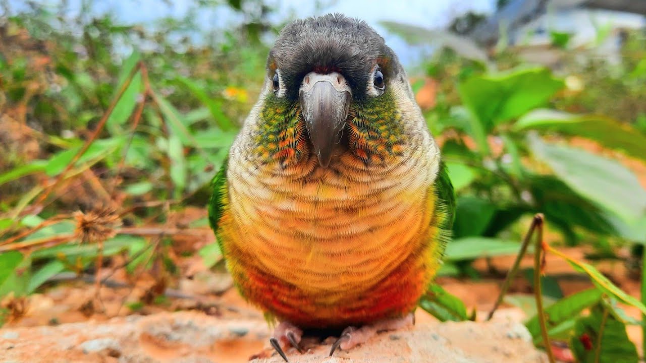 What is it? Round : Green cheek conure sounds bird / parrot singing in ...