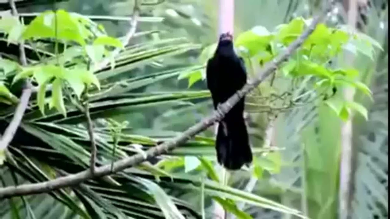 burung tuwu suara alam - YouTube