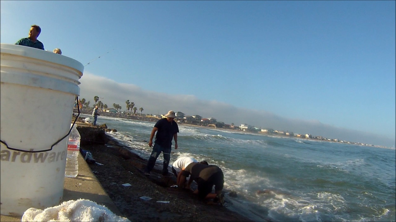 Triple Sheepheads Action (Freeport Surfside Jetties) - YouTube