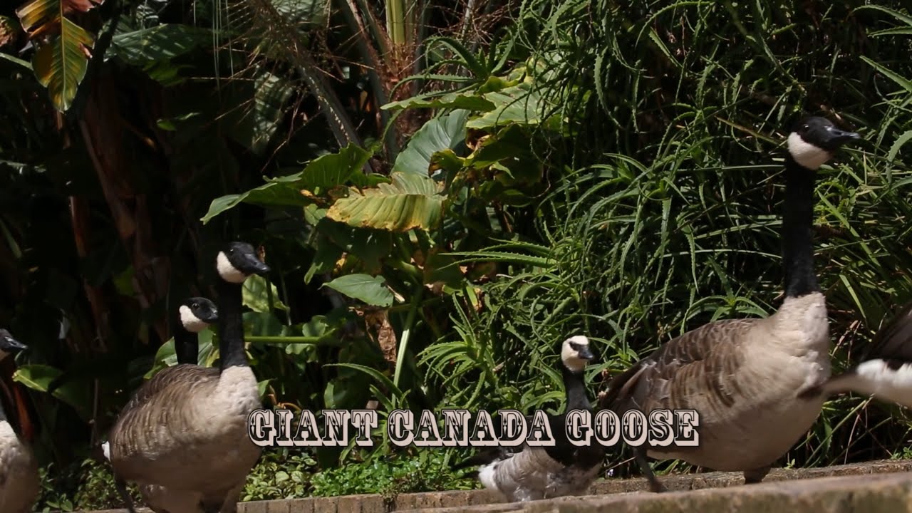 Giant Canada Goose - YouTube