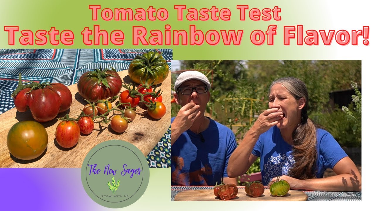 Taste the Tomato Rainbow! | Tomato Taste of 7 different heirloom tomato ...