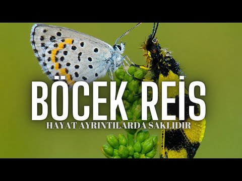 Sakallı Böcek/Baykuş Böceği #BöcekReis (Libelloides macaronius)