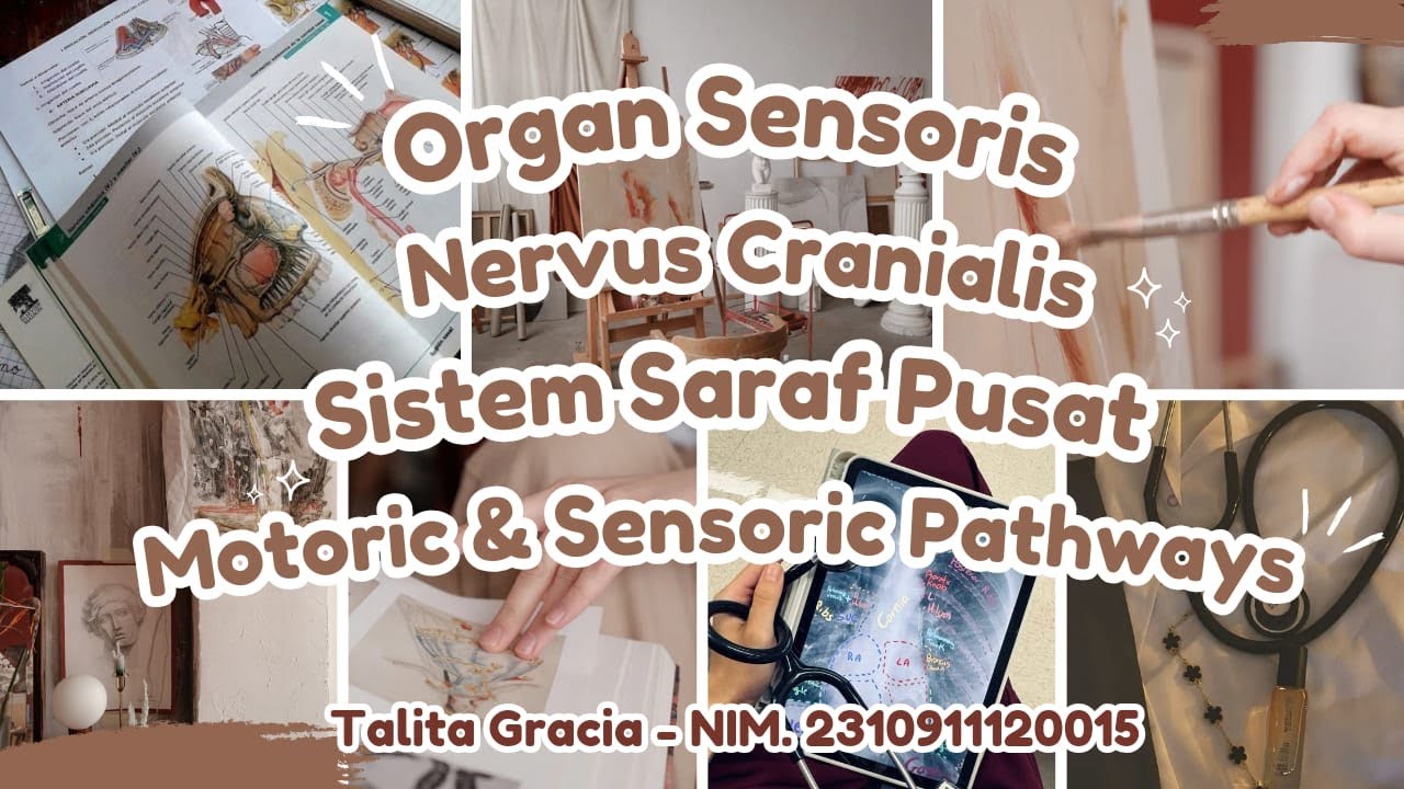 Anatomi Organ Sensoris, Nervus Cranialis, Sistem Saraf Pusat, Motoric ...