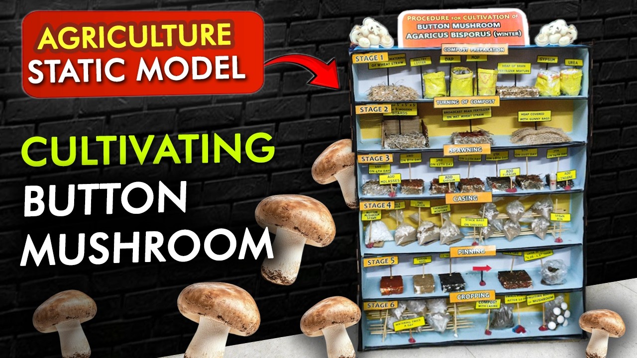 How to make | Button Mushroom Cultivation | Static Model | Organic ...