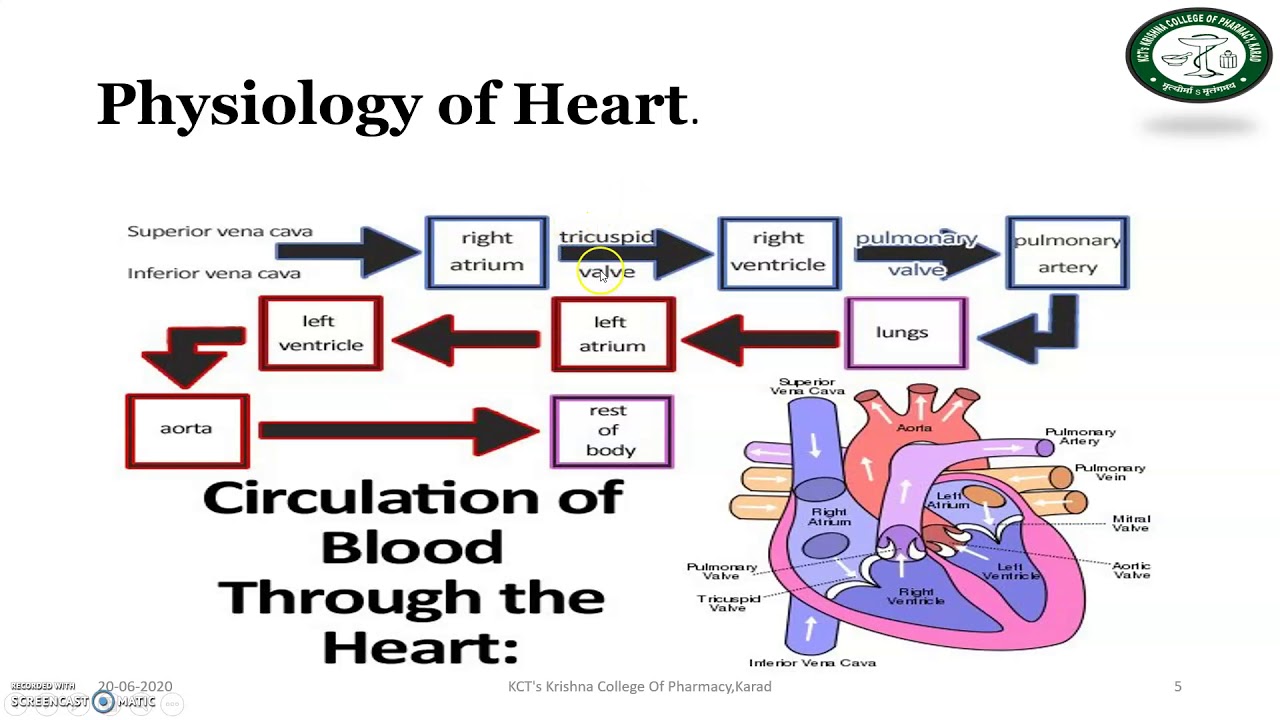 Anatomy and Physiology of the Heart By Abhi sir - YouTube