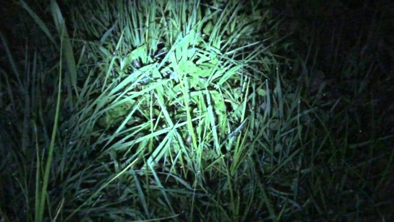 Tree Frogs, Spring Peeper and Toads: Spring Chorus - YouTube