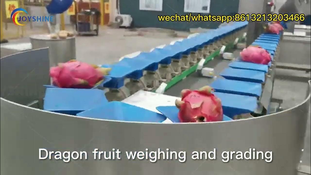 dragon fruit weighing and sorting machine|dragon fruit grading machine|dragon fruit sorter for ...