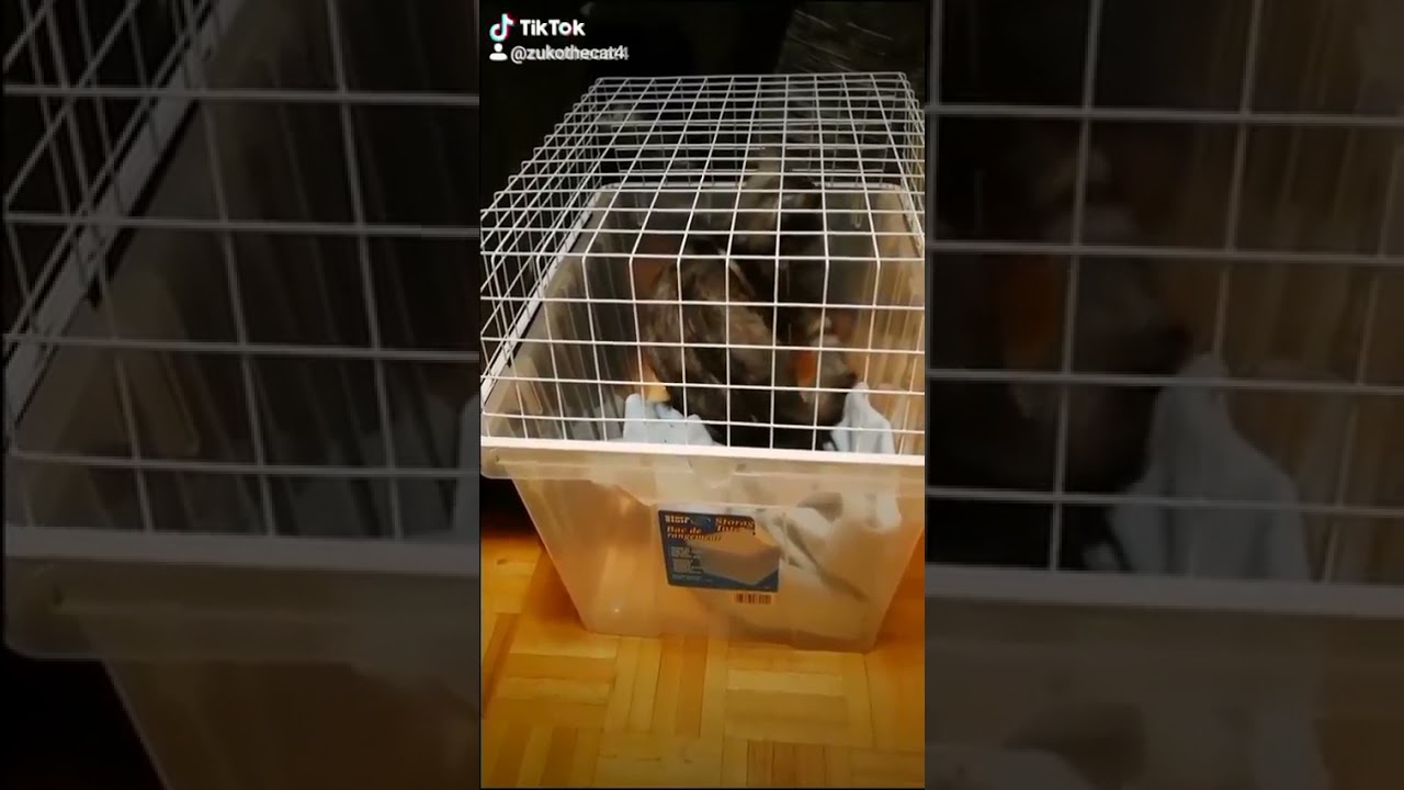 My cat trying to get out of a cage - YouTube
