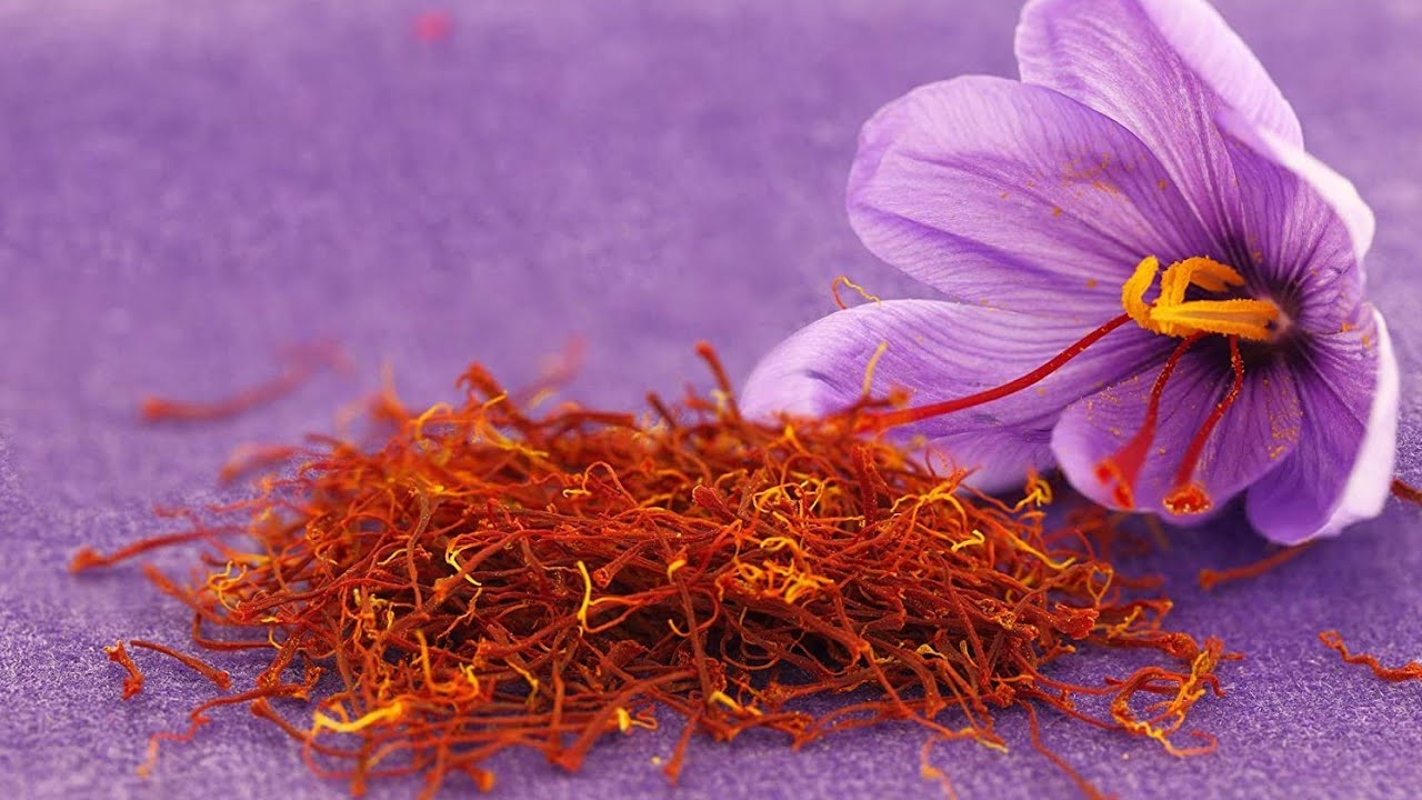 How To Collect Zaffran / Saffron From its Flowers. How To Check Orignal ...
