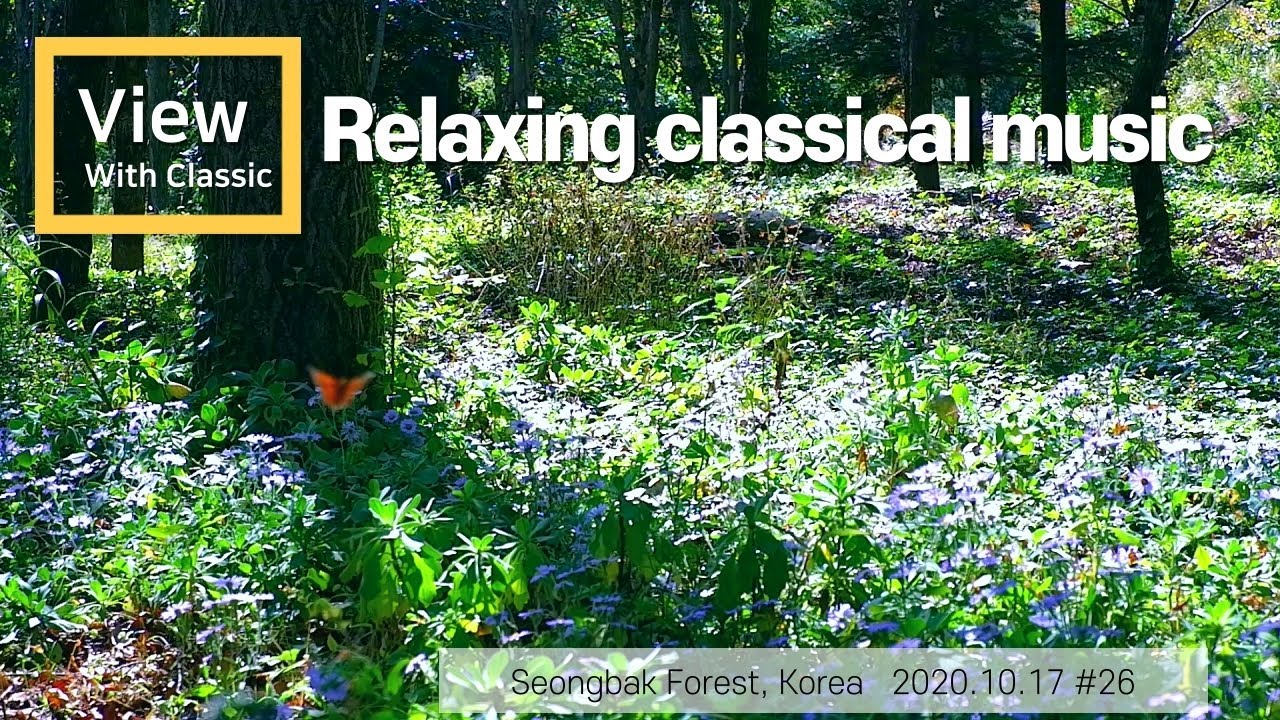 Relaxing Classical Music, The Forest In The Morning, Canon, Blue Danube ...