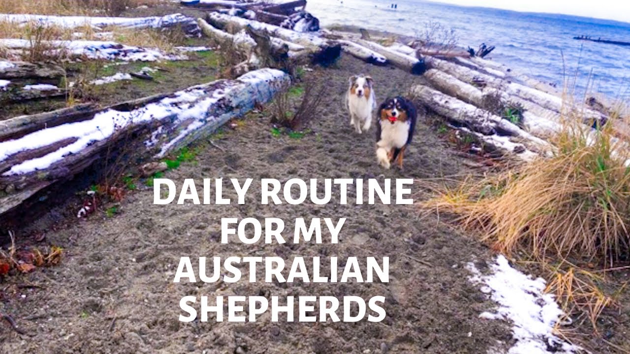 Australian Shepherd Daily Routine - YouTube
