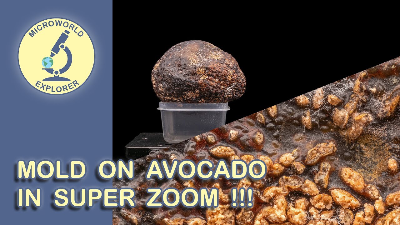 Mold on Avocado under the Microscope. Unseen World in SUPER ZOOM! - YouTube