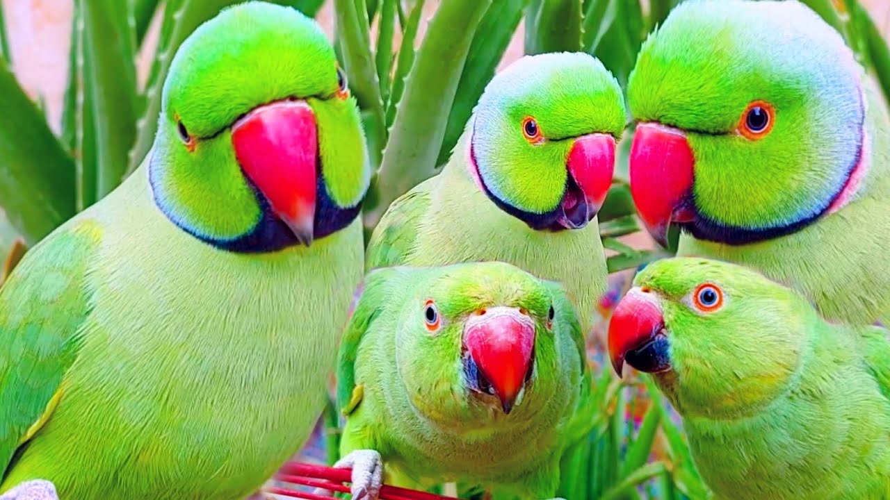Ringneck Indian Parrots Compilation Video's 🥀 - YouTube