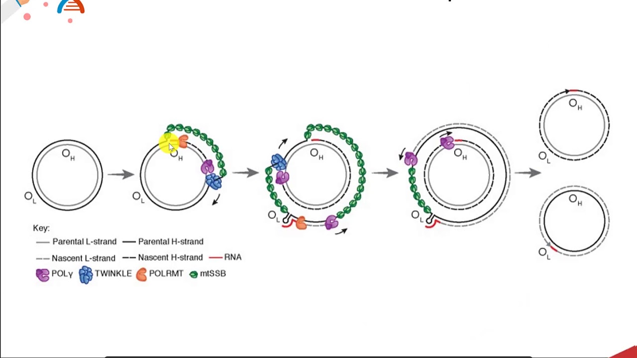 CH450 Chapter 9.5 Mitochondrial DNA Replication - YouTube