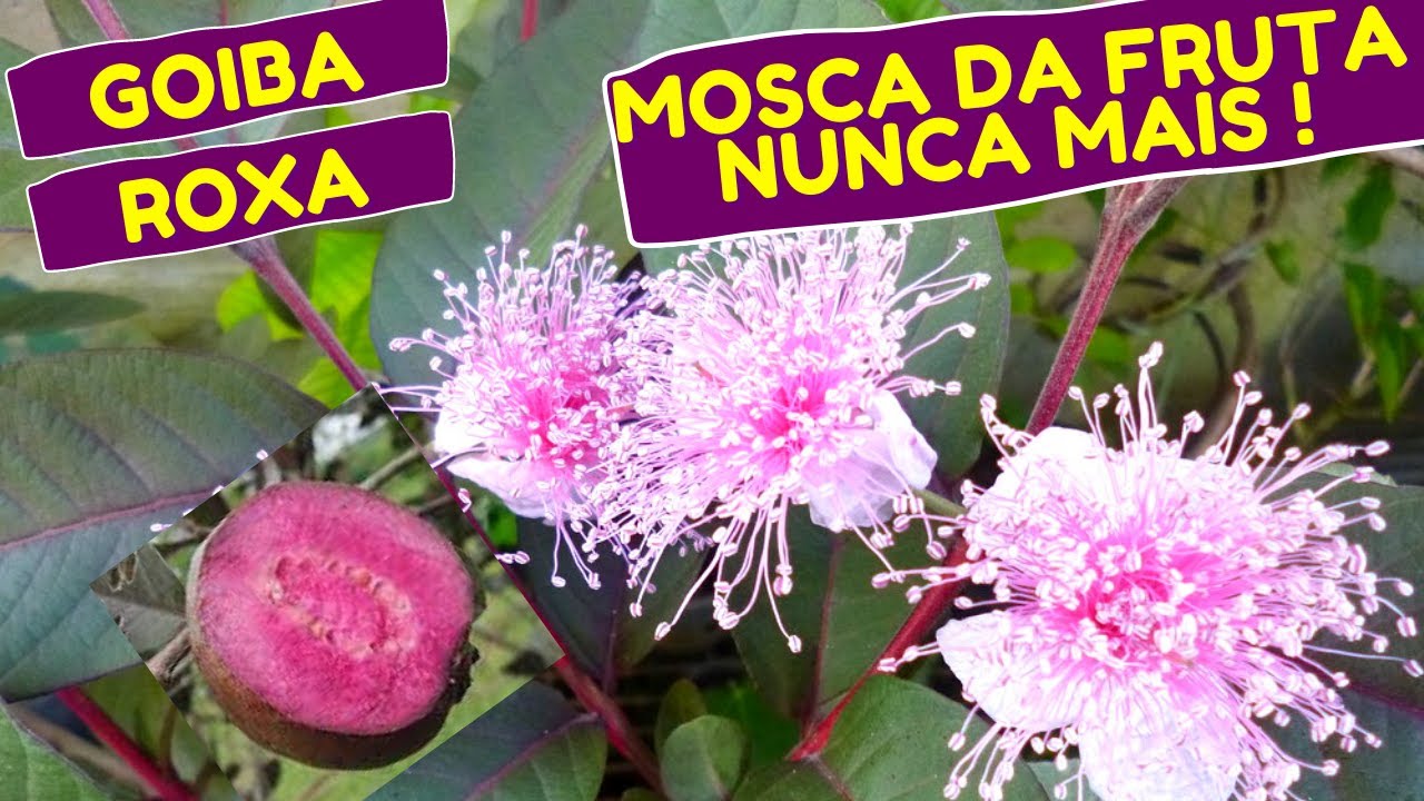 COMO TER GOIABA ROXA SEM BICHO E SEM MOSCA. SUPER DICA VALIOSA! - YouTube