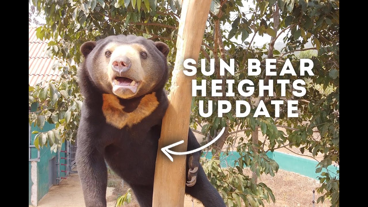 Sun Bear Heights UPDATE - A UK First Mixed Species Habitat! - YouTube