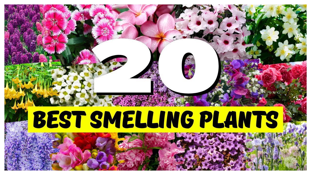 Top 20 BEST Smelling Plants for Your Outdoor Spaces! 🌿 - YouTube