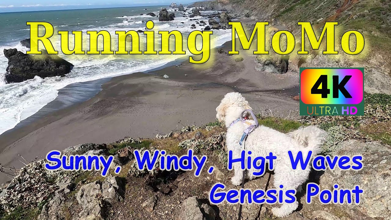 Running MoMo - Genesis Point, From Clifftop to Beach 🌊🐾 - YouTube