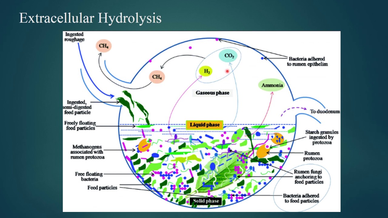 Volatile Fatty Acids Production - YouTube
