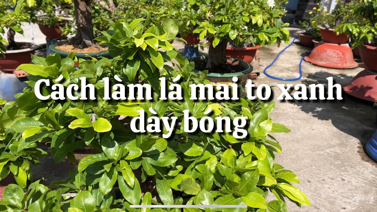 Cách làm cho lá mai to xanh dày bóng // 19-4 âm lịch - YouTube