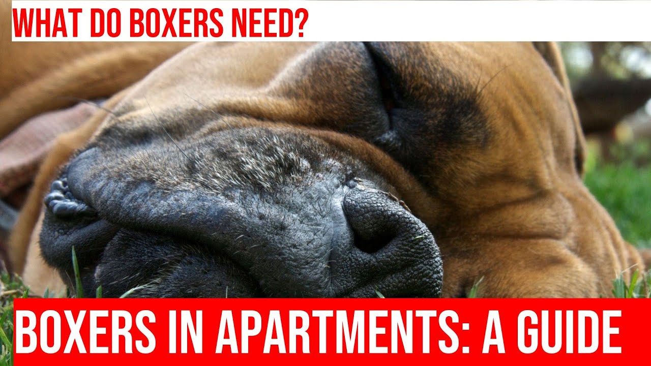 Boxers in Apartments: How to Care for Your Furry Friend - YouTube