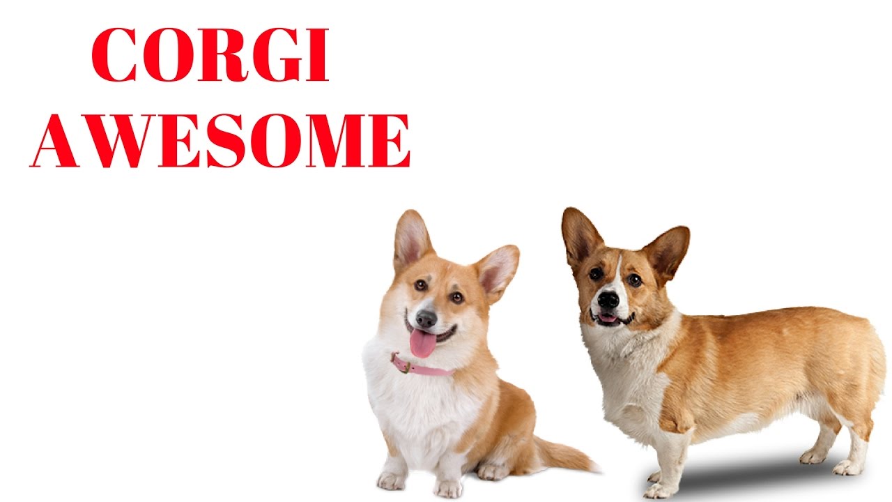 CORGI Are Awesome: CORGI Life Compilation - YouTube