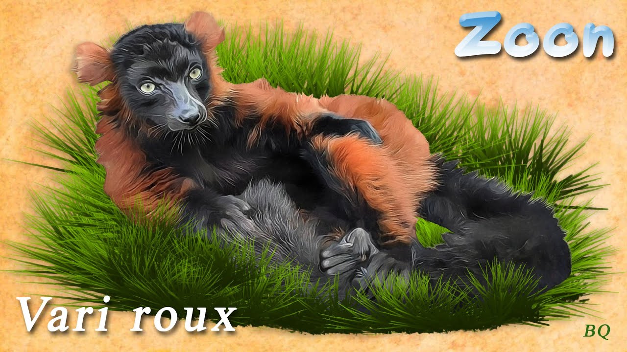 Le Vari roux – the red ruffed lemur - YouTube