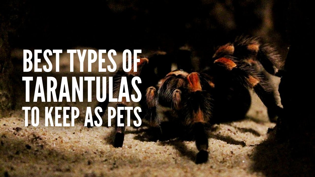Types of Tarantulas: The 20 Best Tarantulas to Keep as Pets - YouTube