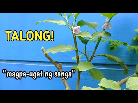 ITANIM ANG SANGA NG TALONG/ EGGPLANT, POSIBLE KAYA? @cloverfinger143 # ...