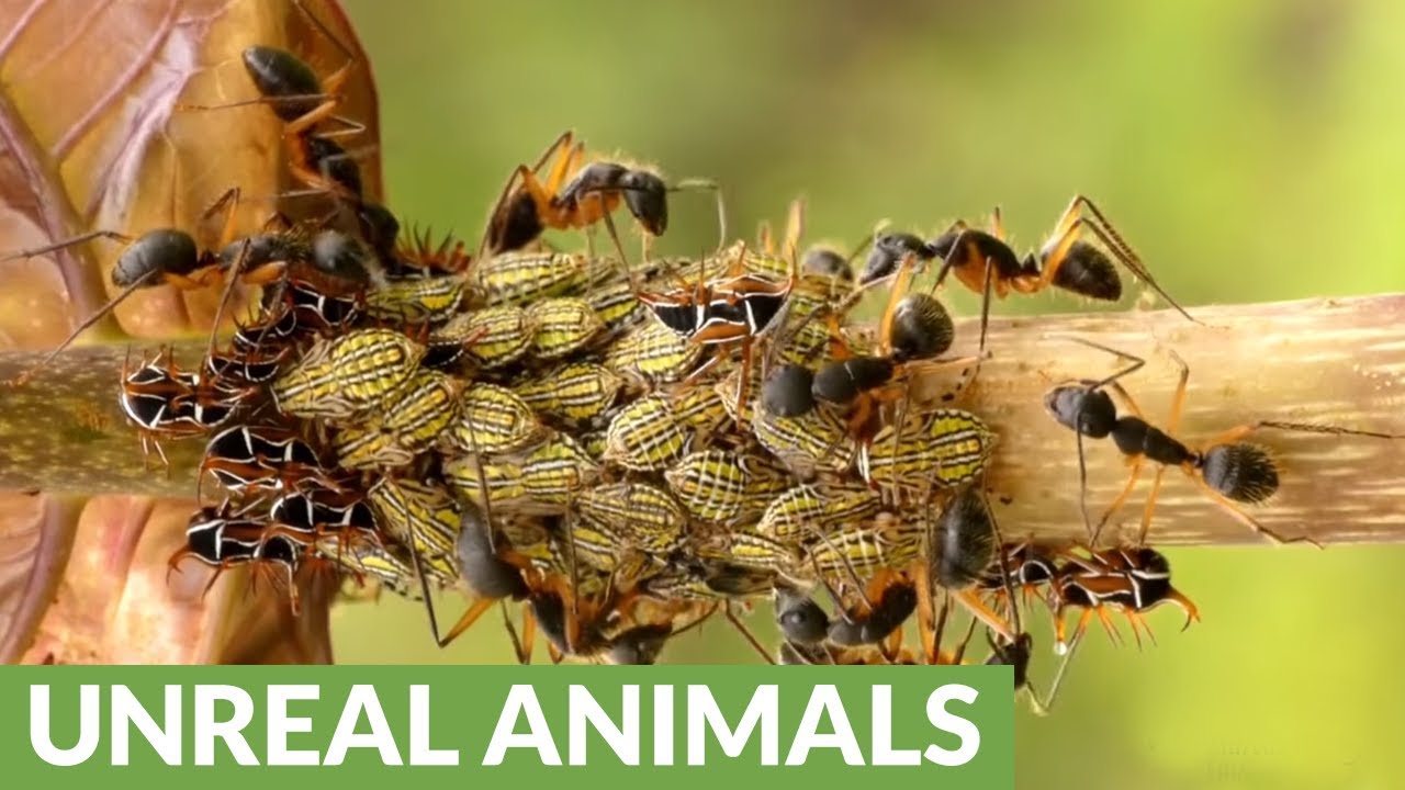 Ants tending treehoppers for honeydew in Ecuador - YouTube