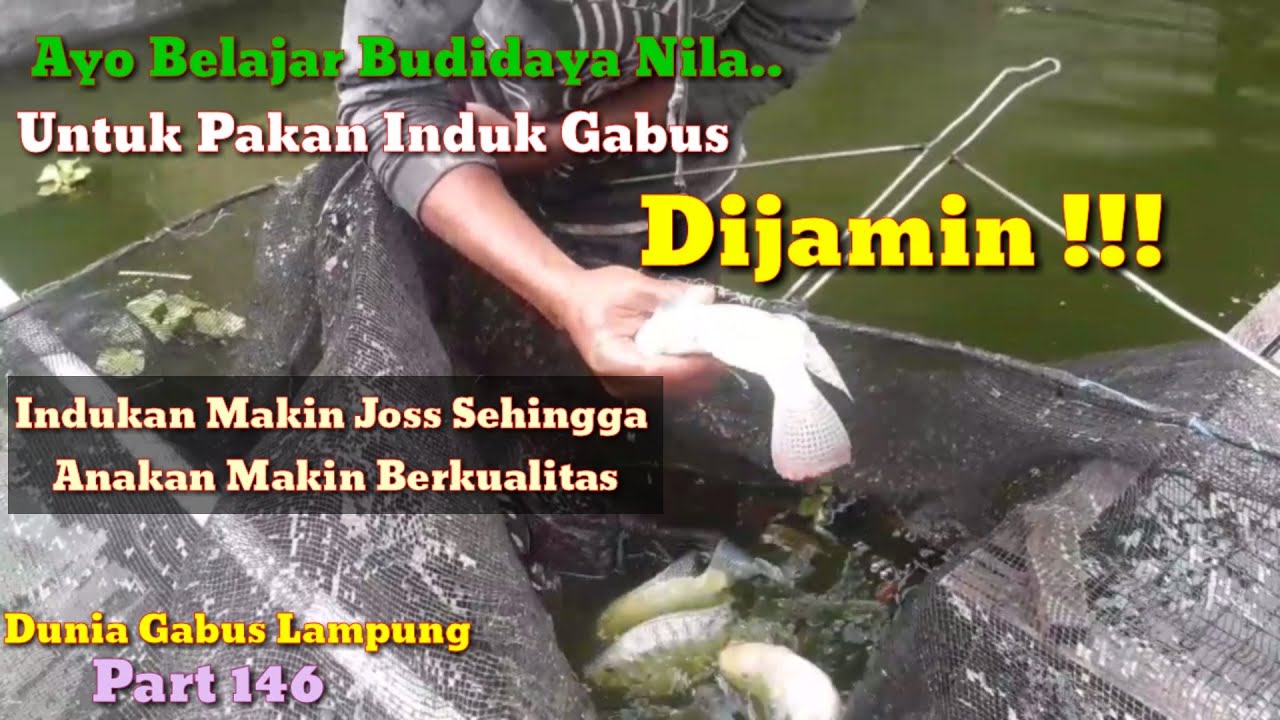 146 Cara Membedakan Jantan Dan Betina Ikan Nila Serta Memijahnya Untuk
