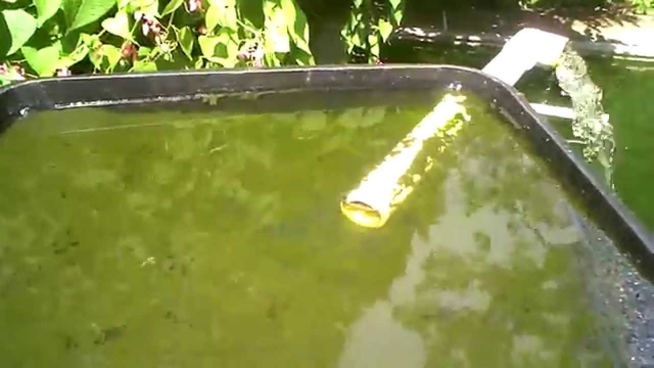 catfish swimming pool 9 months old - YouTube