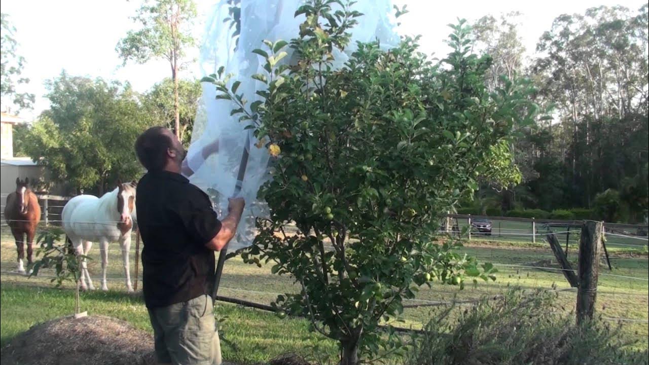 Full Apple Tree netting Demo Protect Against Fruit Fly Birds & Other ...