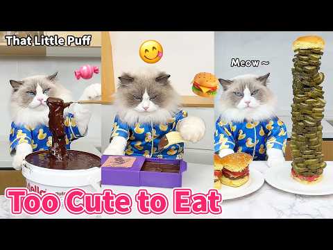 Chef Puff’s Adorable Food Ideas 🐱🍳✨ | That Little Puff