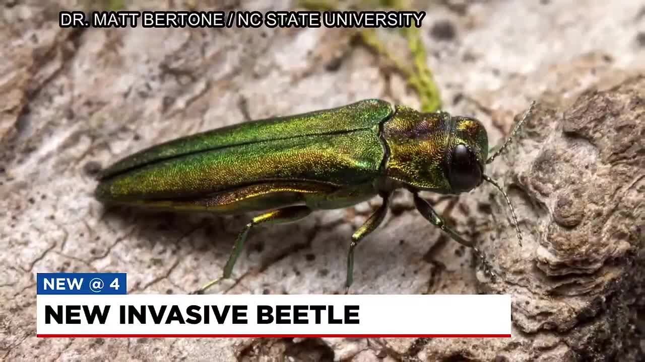 A new invasive beetle - YouTube